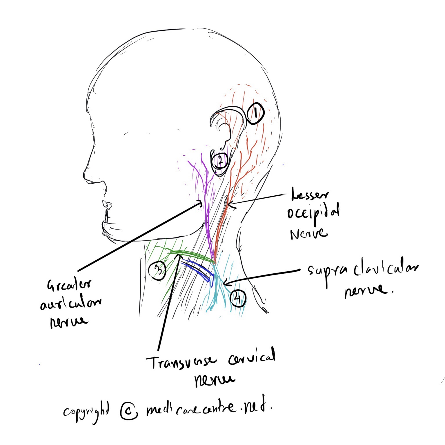 Understanding the Superficial Cervical Plexus Block: Procedure ...